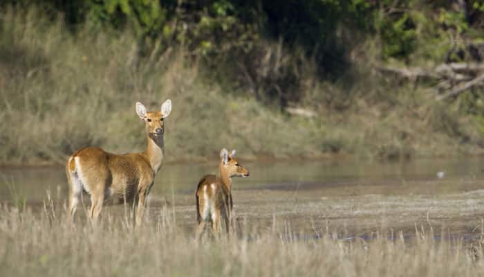 Kaziranga National Park has over 1100 eastern swamp deer | Environment ...