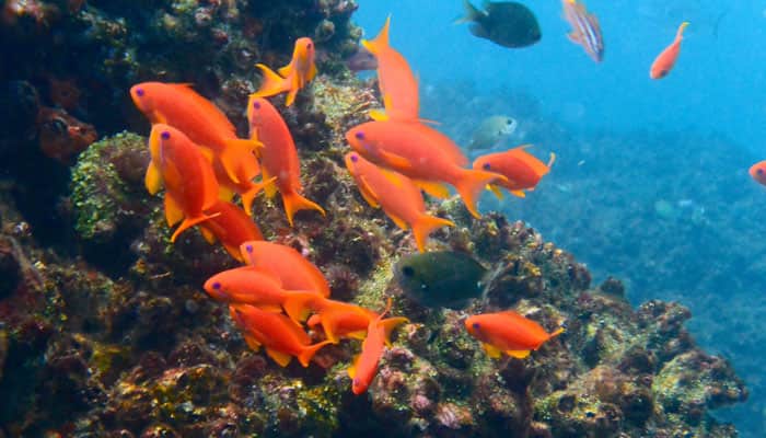 Rise in body temperature helps fish swim faster | Science News | Zee News