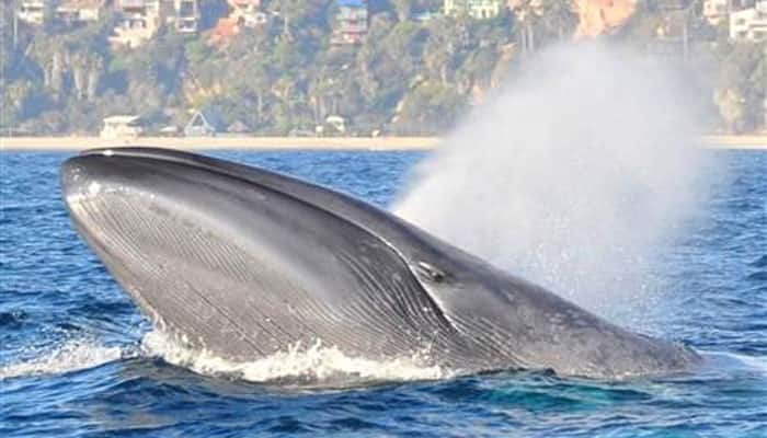 NASA tool to protect endangered blue whales | Environment News | Zee News