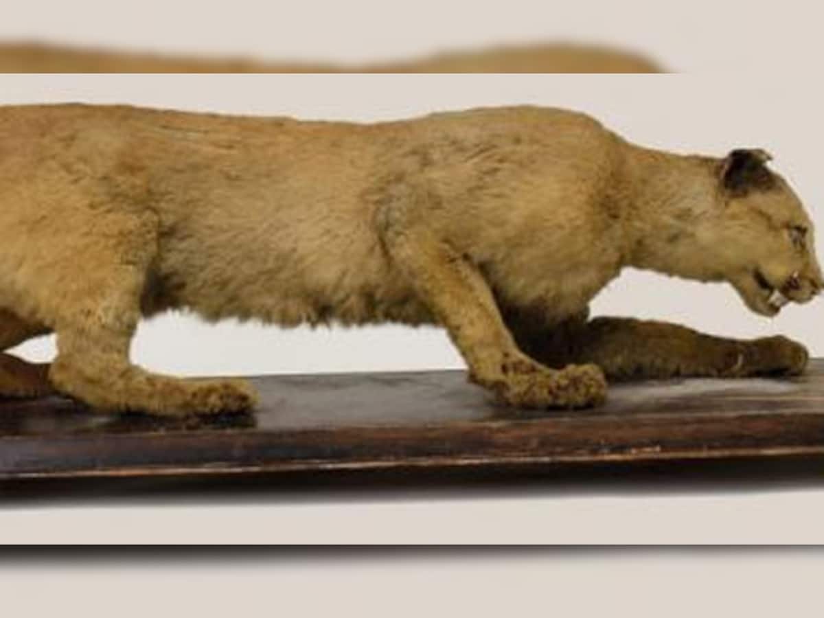 US wildlife managers declare eastern cougar extinct