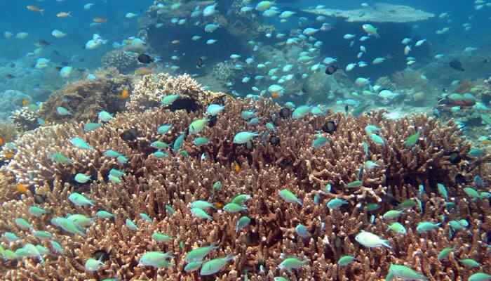 Coral gardening beckons ecotourists to restore reefs | Environment News ...