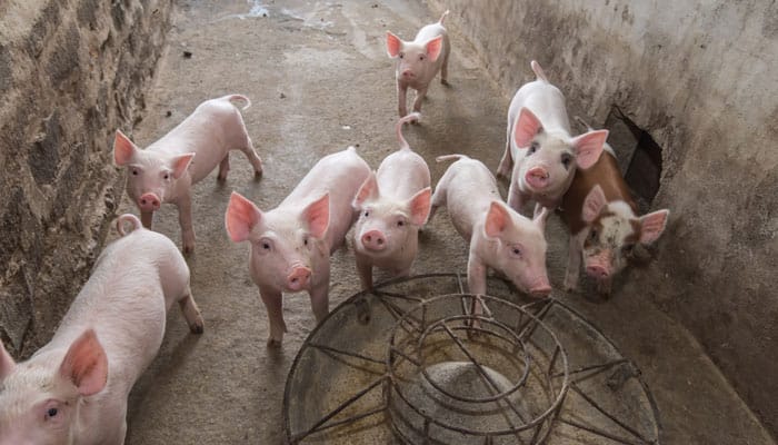 How our sense of smell influenced pig domestication | Science News ...