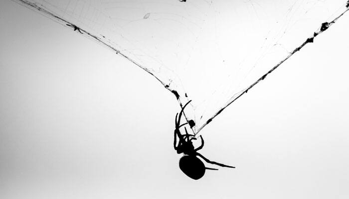Flying spiders able sailors | Environment News | Zee News