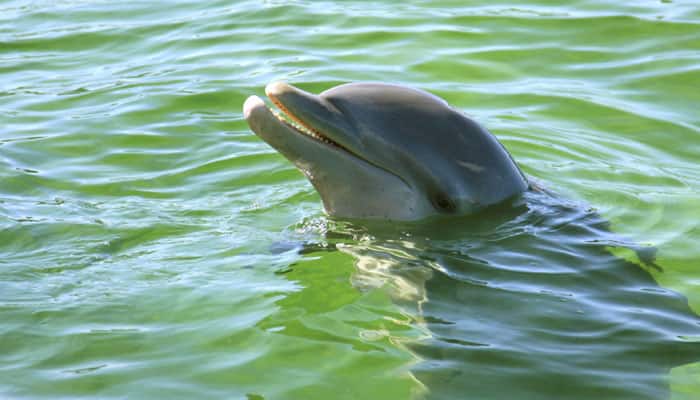How Dolphins ''hear'' a sound | Environment News | Zee News