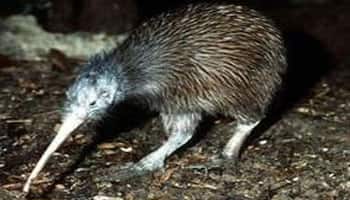 Kiwi bird genome decodes growth of nocturnal animals | Science News ...