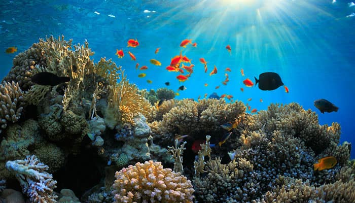 Pacific reef growth can match rising sea: Study | Environment News ...