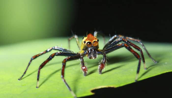 Six new species of spiders found in Kerala yet again | Environment News ...