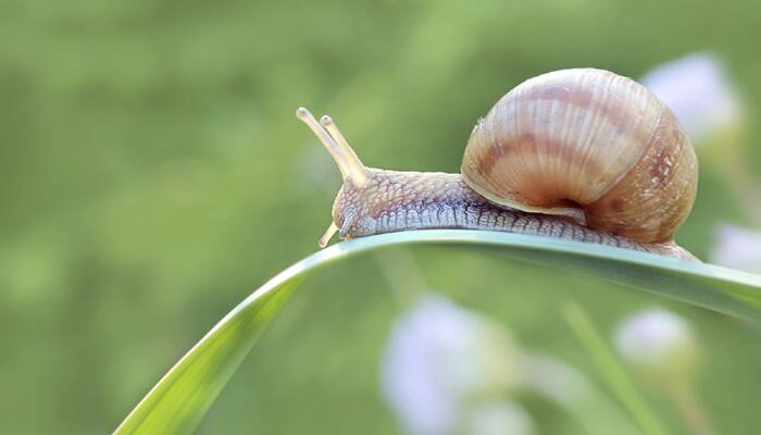 Inspired by TV show, Bengal man eats snails, insects | And More ...