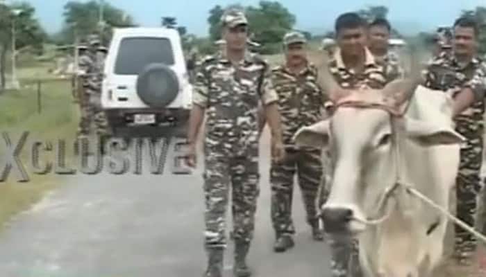 Indian Army finds cow bombs near border, Maoists hand suspected? | West ...