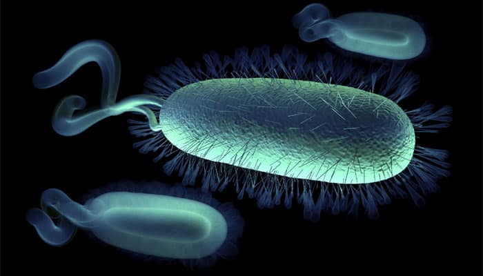 Indian scientists map gut bacteria of 15 tribes for better health ...