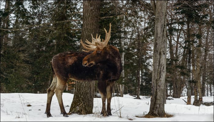 Watch video: This is what happened when a moose shook its head ...