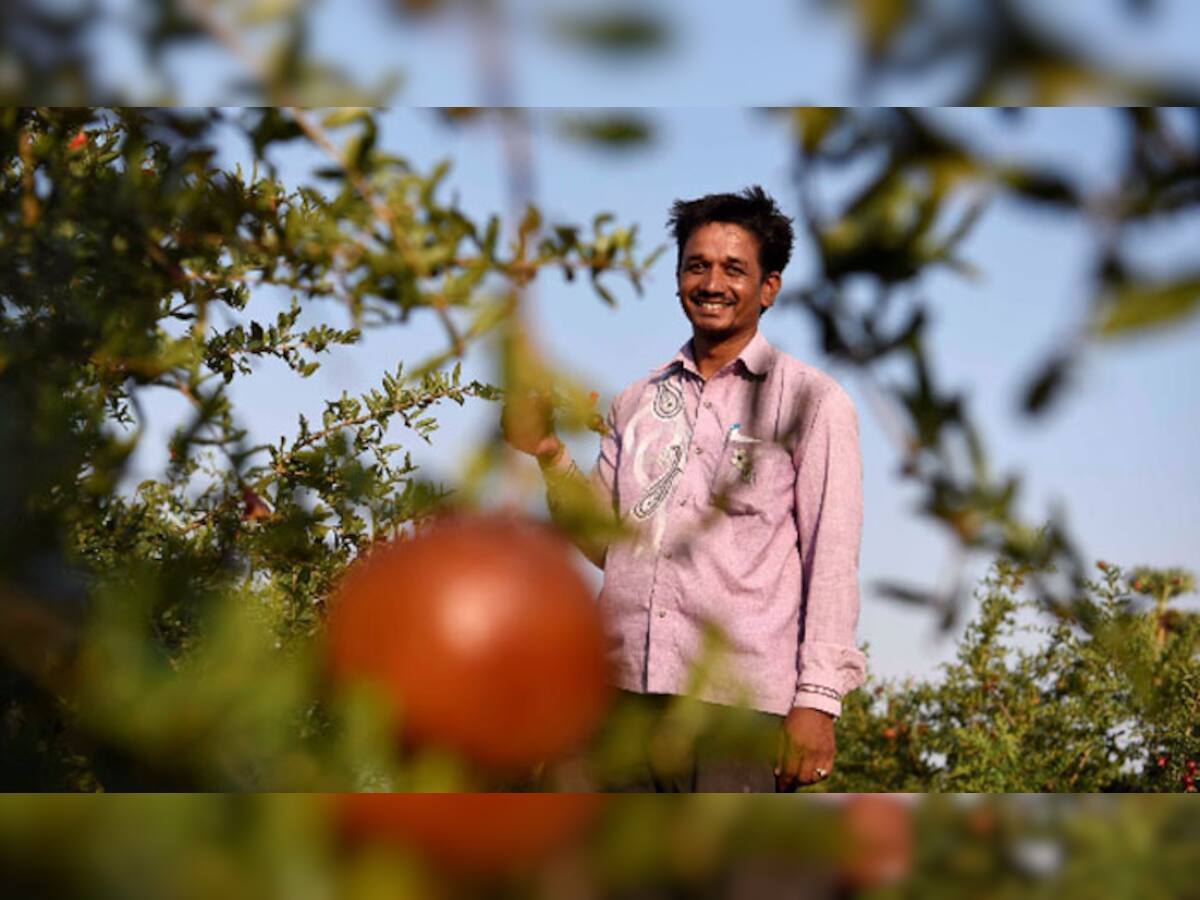 Ranga Reddys pomegranate farm a rare success story in parched Karnataka
