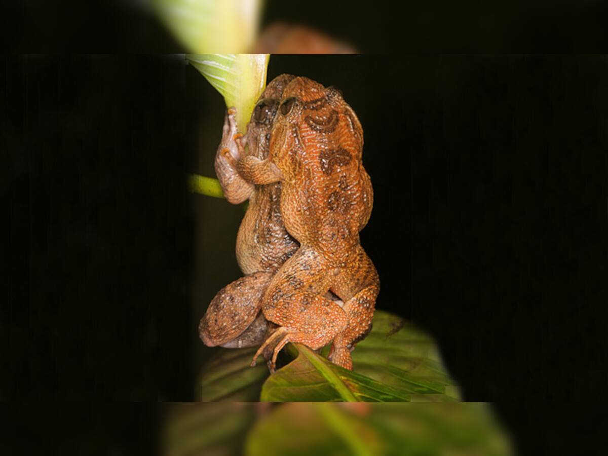 Froggy style: New sex position observed in Bombay night frogs - Watch!