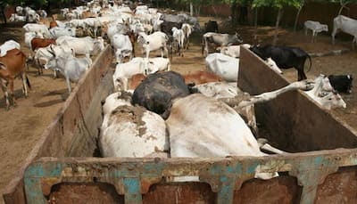 Rajasthan cattle death: 500 cows die in govt gaushala in two weeks ...