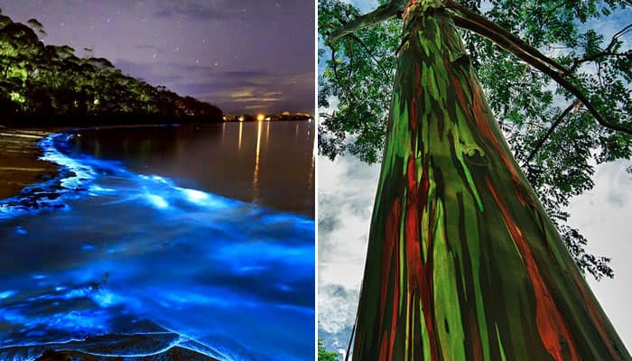 Believe it or not! These things actually exist in nature | News | Zee News