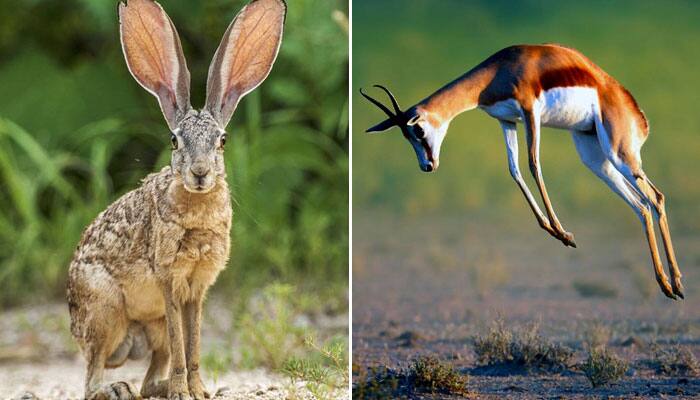 10 Fastest Animals in the World | News | Zee News