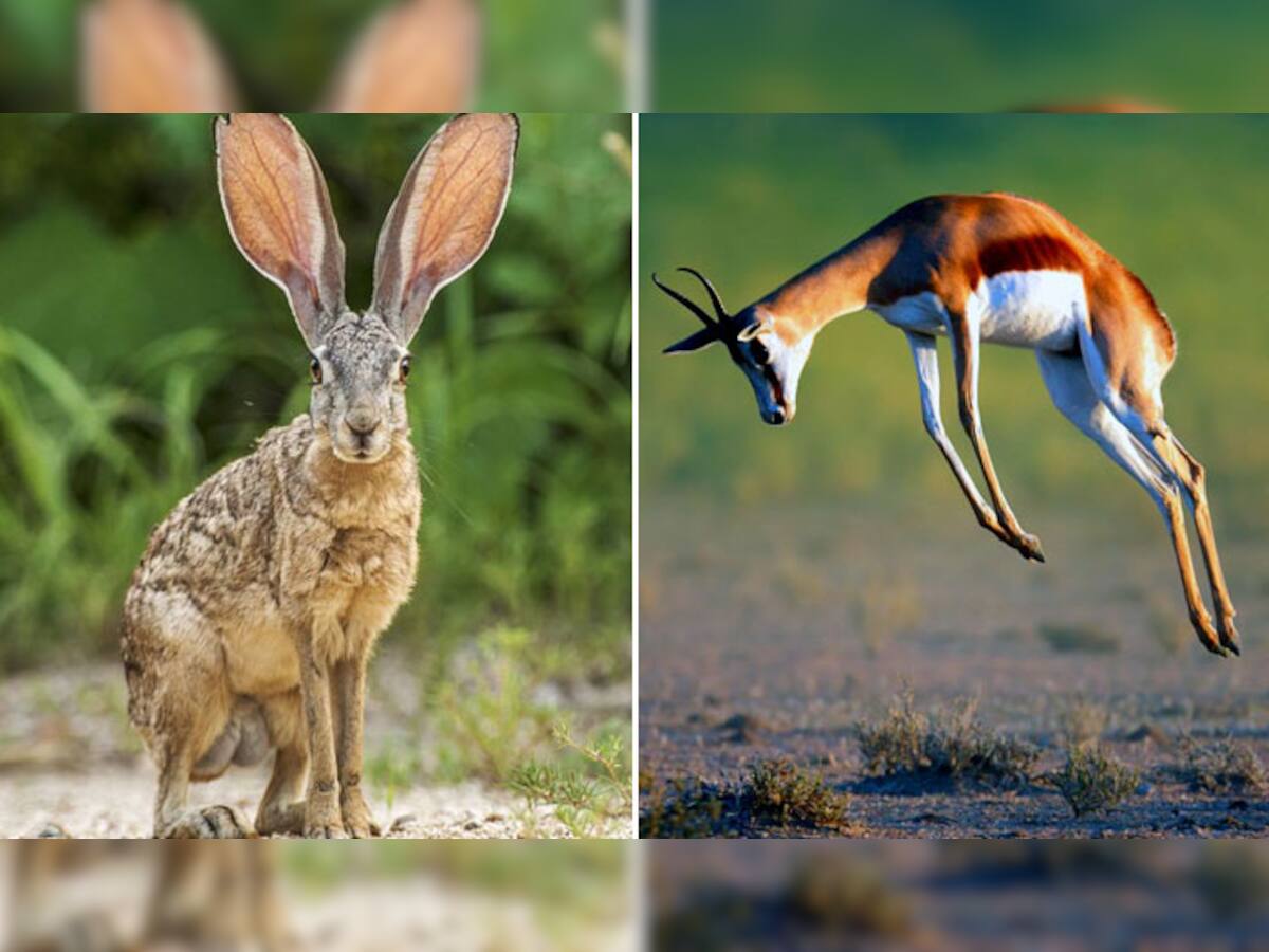 10 Fastest Animals in the World