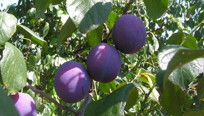 Prunes: Health benefits, myths and facts | Health News | Zee News