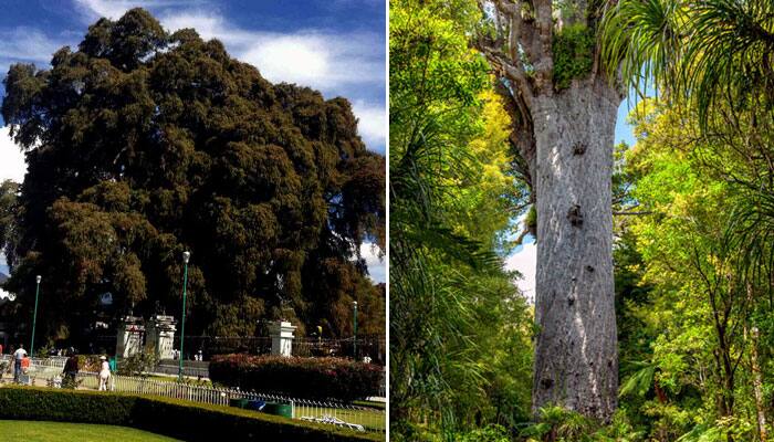 World’s Top 10 Largest Trees | News | Zee News
