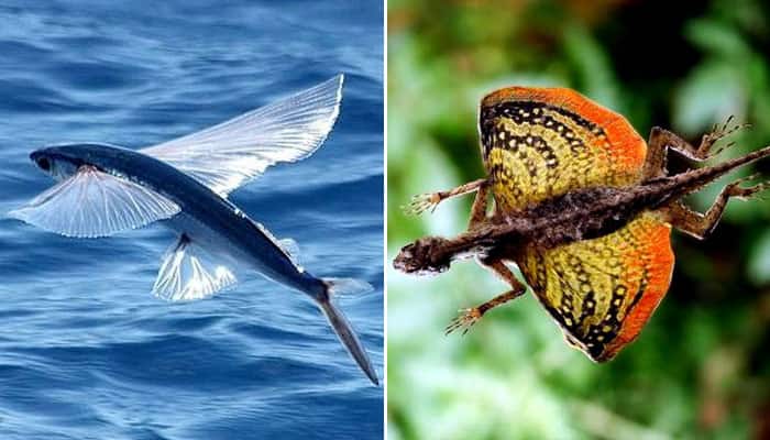 Incredible Creatures That Fly Without Wings | News | Zee News