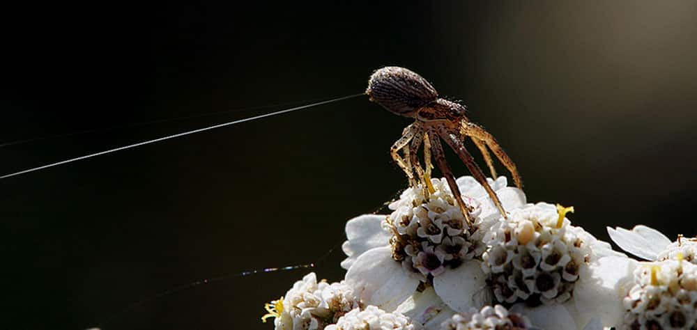 Incredible Creatures That Fly Without Wings | News | Zee News
