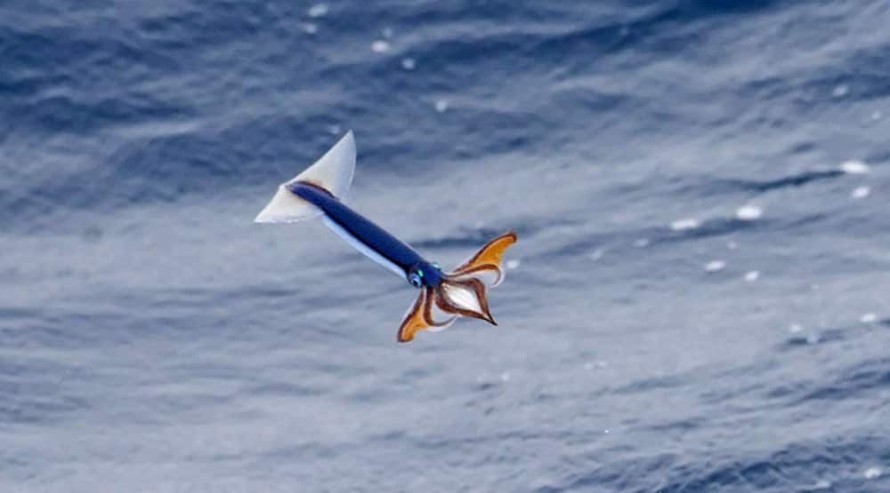 Incredible Creatures That Fly Without Wings | News | Zee News