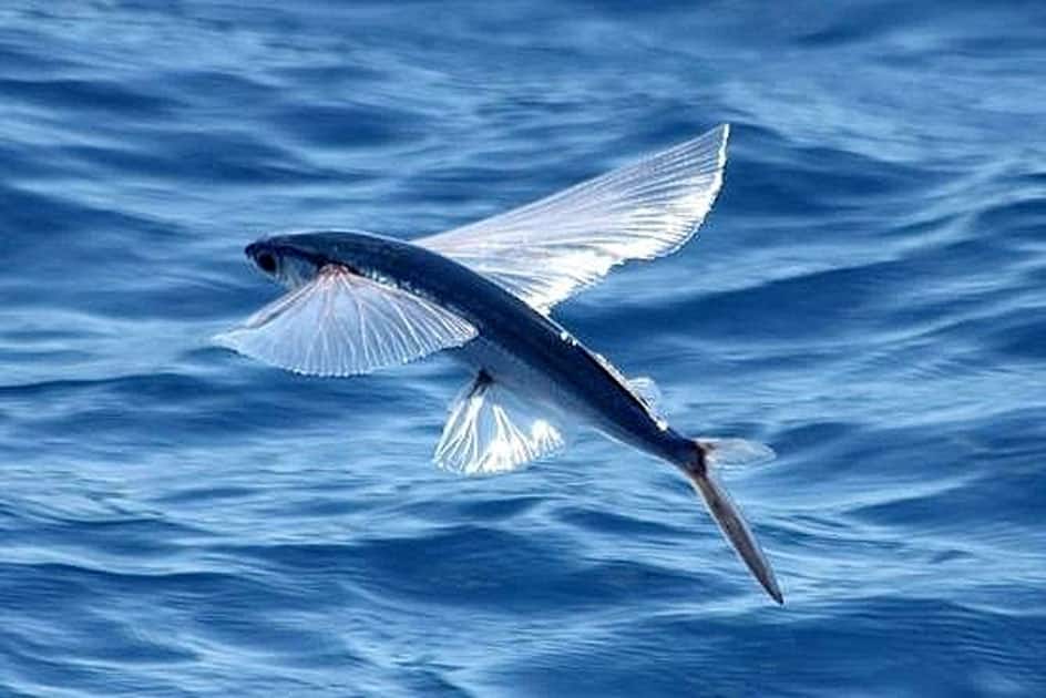 Incredible Creatures That Fly Without Wings | News | Zee News