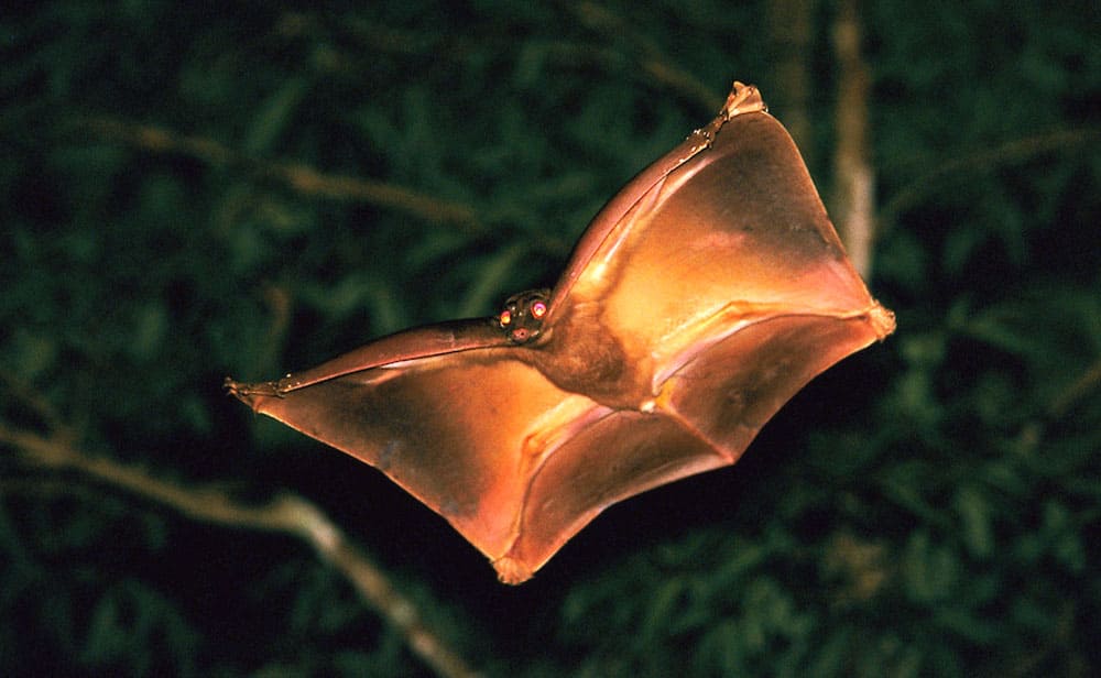 Animals That Glide Without Wings