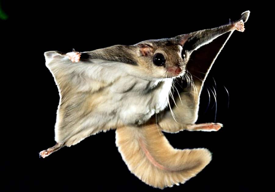 Incredible Creatures That Fly Without Wings | News | Zee News