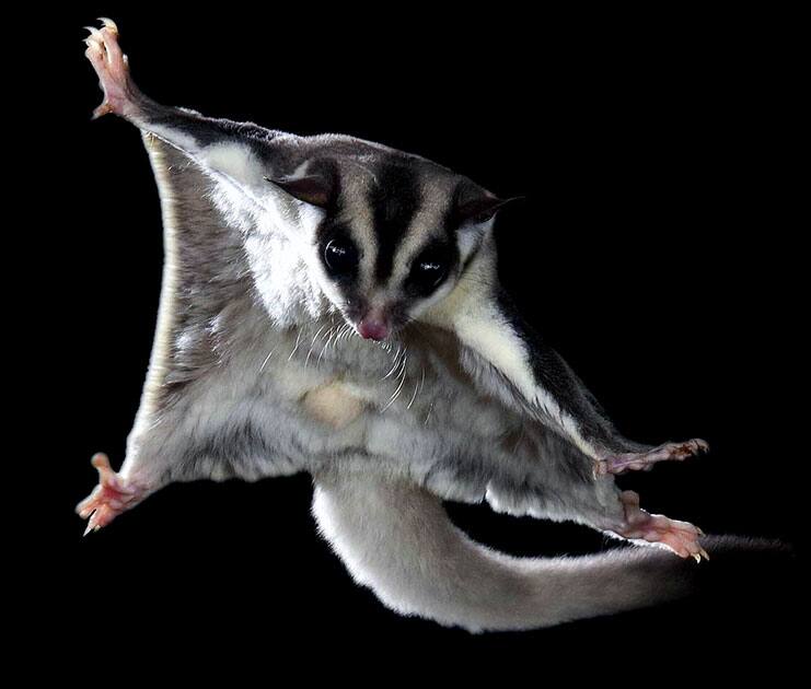 Incredible Creatures That Fly Without Wings | News | Zee News