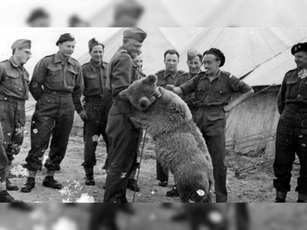 Dogs of war, the gunner bear and World War II's other unusual ...