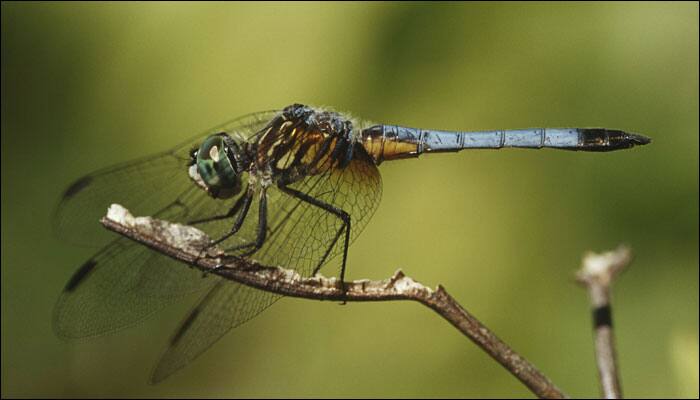 200-million-year-old giant dragonfly fossil found | Discoveries News ...