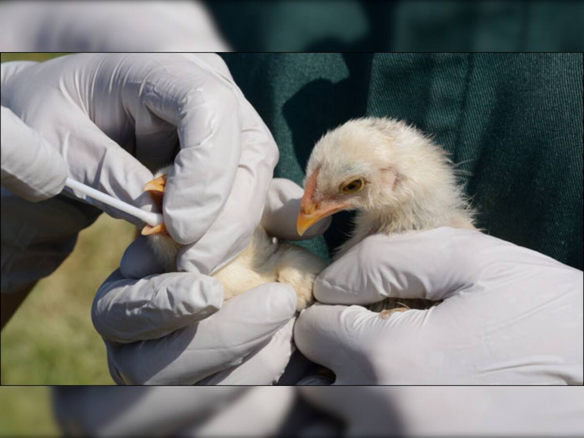 How birds become immune to influenza decoded