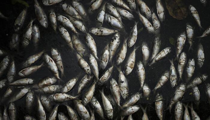 Hundreds of fish found dead in Ganga near UP temple town | Environment ...