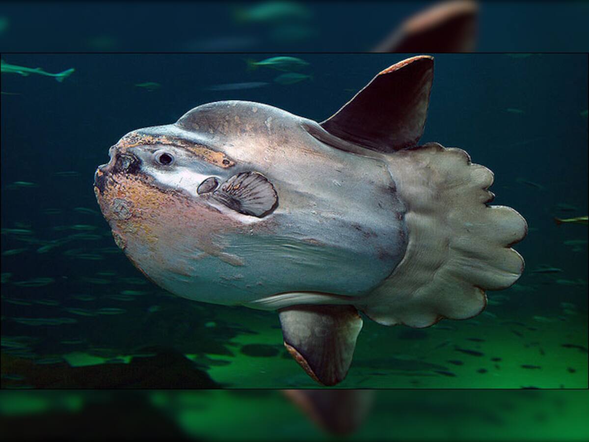 Incredible! New elusive sunfish species called 'Hoodwinker' first to be ...