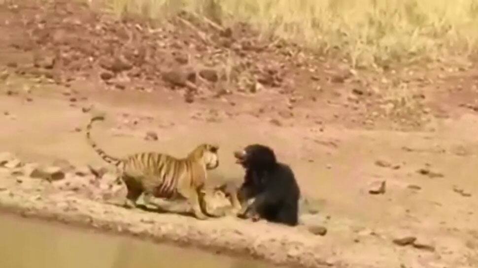 Viral video: Fierce fight between tiger and sloth bear in Maharashtra's ...