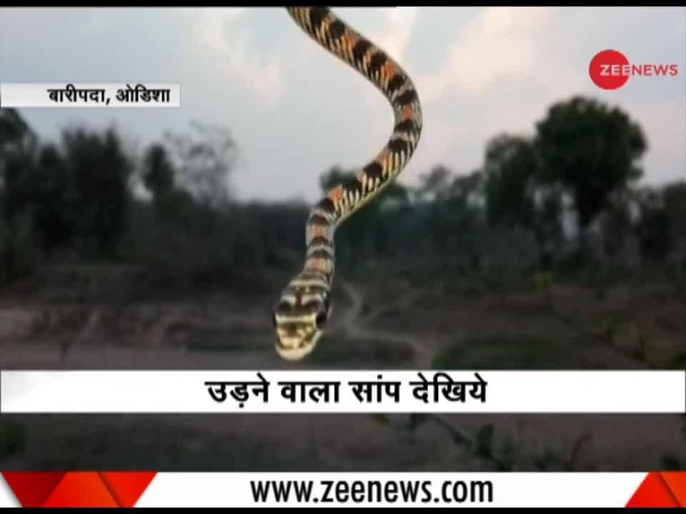 Rare flying snake rescued from Mayurbhanj in Odisha | Zee News