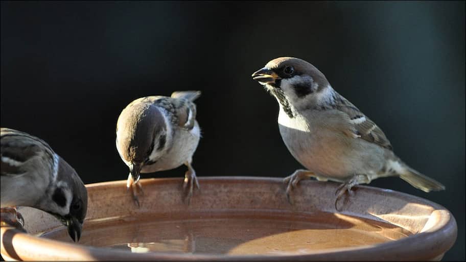 World Sparrow Day: Facts about our feathered friends and why they are ...