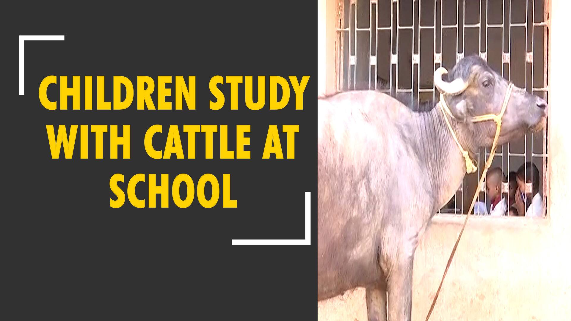 Cattle and children study in same class in a primary school at Ranchi ...