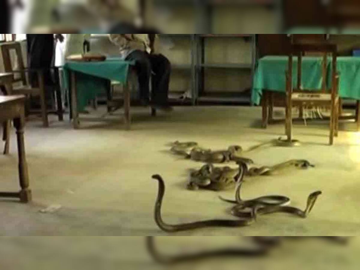 60 snakes found in school's kitchen in Maharashtra's Hingoli ...