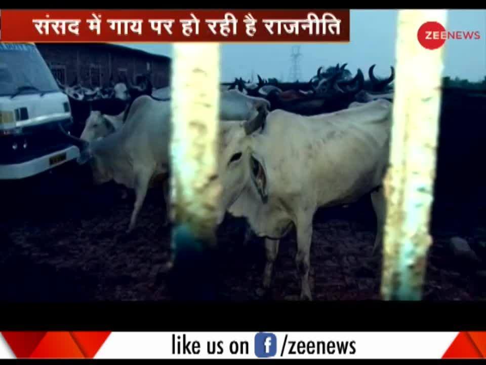 Cows dying in country due to poor condition | Zee News