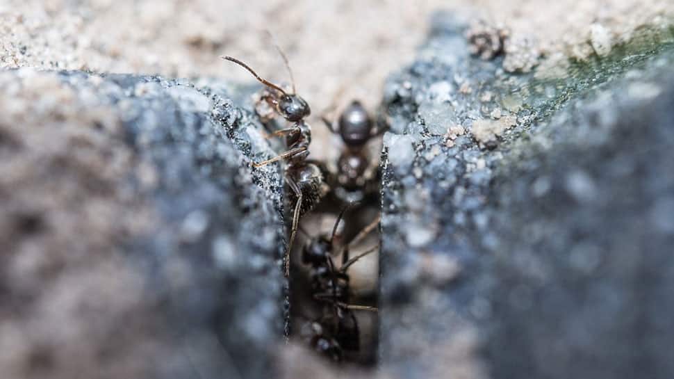 Watch viral video of how an ant turns into a diamond stealer! | viral ...