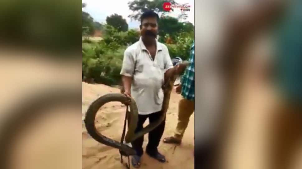 Watch: Man rescues 12-feet long cobra snake from Odisha | Odisha News ...