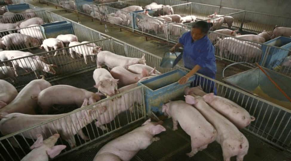 Philippines declares African first swine fever outbreak near Manila ...