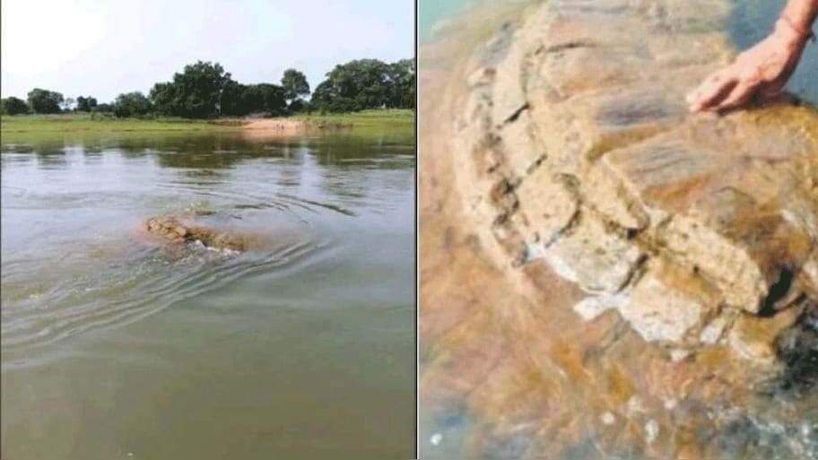 500-year-old temple, submerged in river Mahanadi, resurfaces in Odisha ...