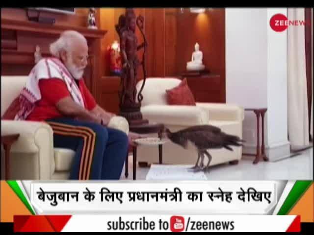 Watch Precious moments of PM Modi feeding Peacocks at residence | Zee News