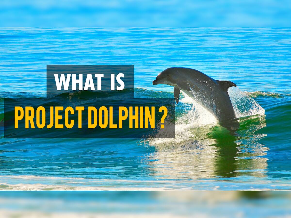 Project Dolphin: Saving the Indian River Dolphins