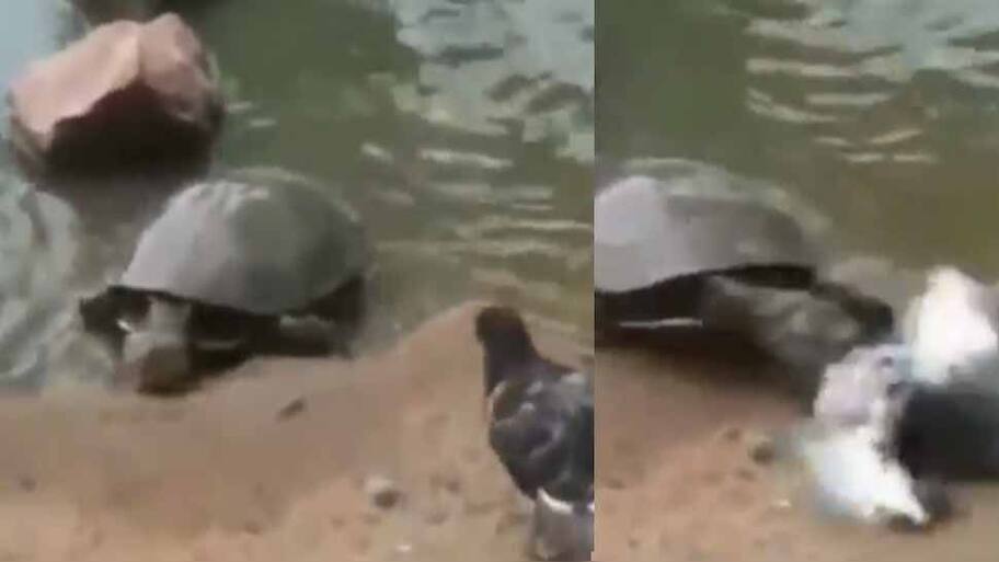 Turtle kills pigeon in ninja-like move, leaves Twitter shocked - WATCH ...