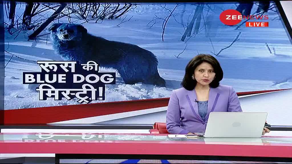 Pictures of blue colour dog in Russia goes viral! | Zee News