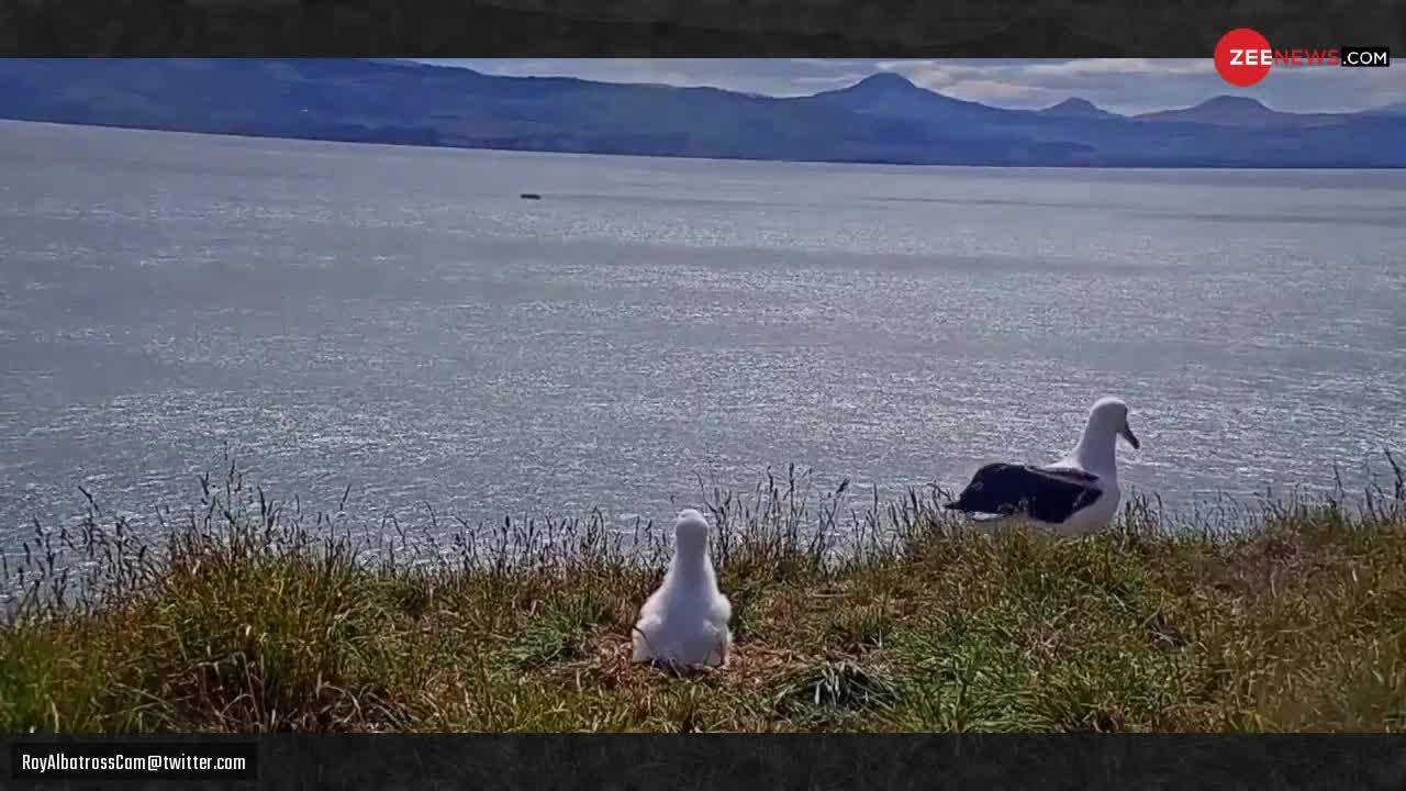 Viral Video: Royal Albatross did a wrong landing | Zee News
